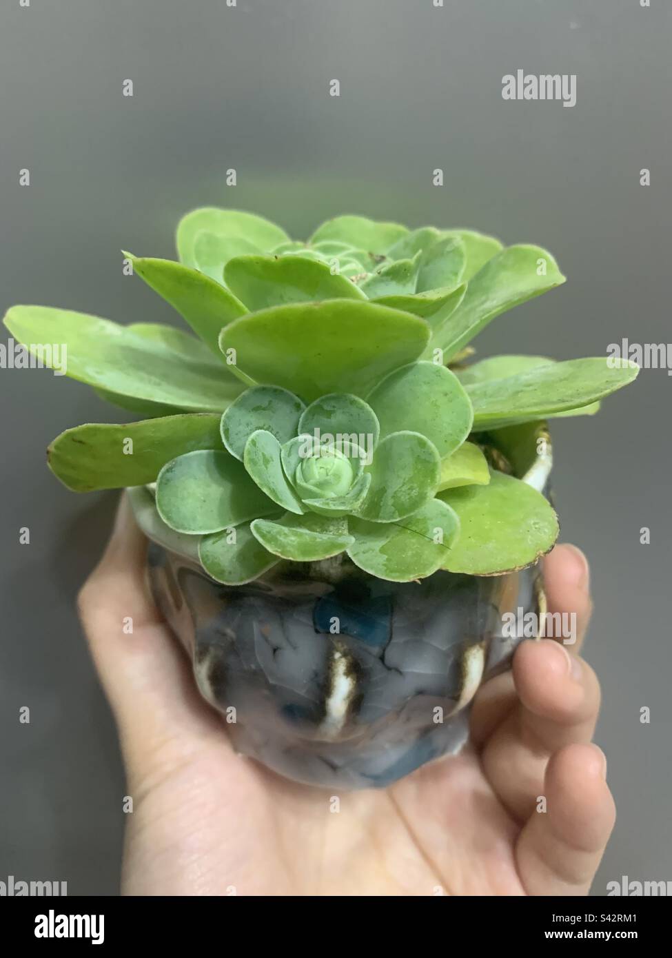 Go plant hi-res stock photography and images - Alamy