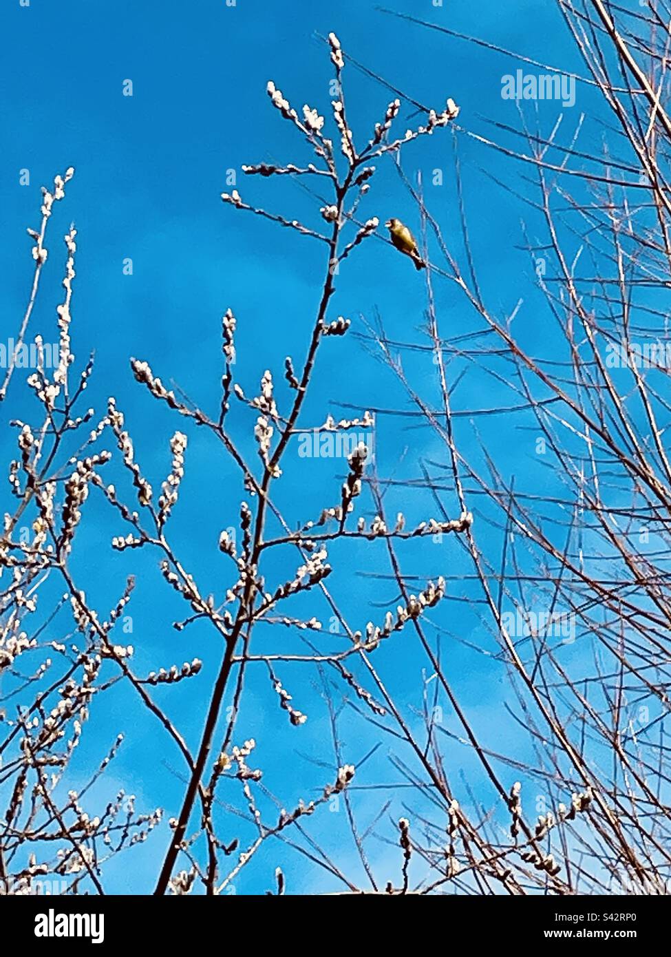 Singing in an tree hi-res stock photography and images - Alamy