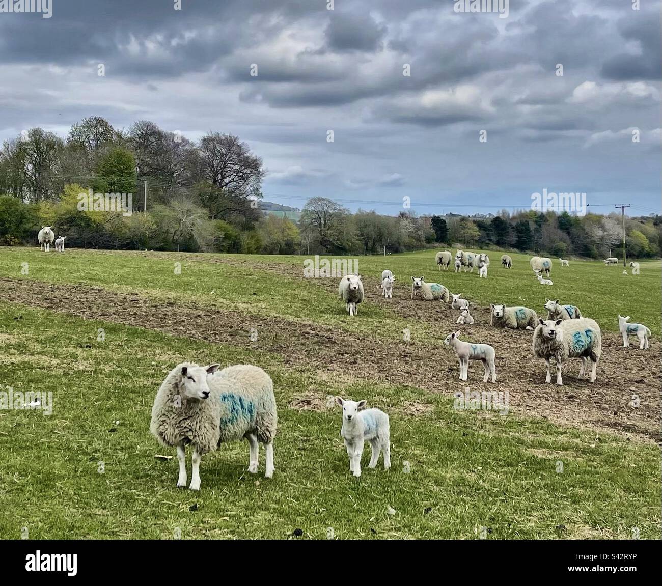 Sheepish hi-res stock photography and images - Alamy