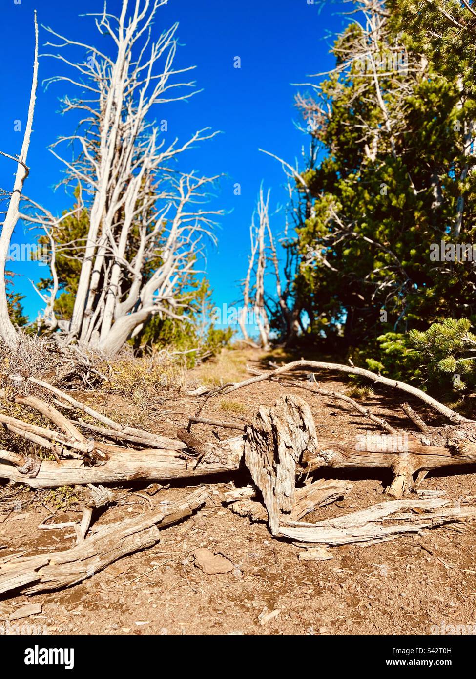 Fallen downed trees hi-res stock photography and images - Alamy
