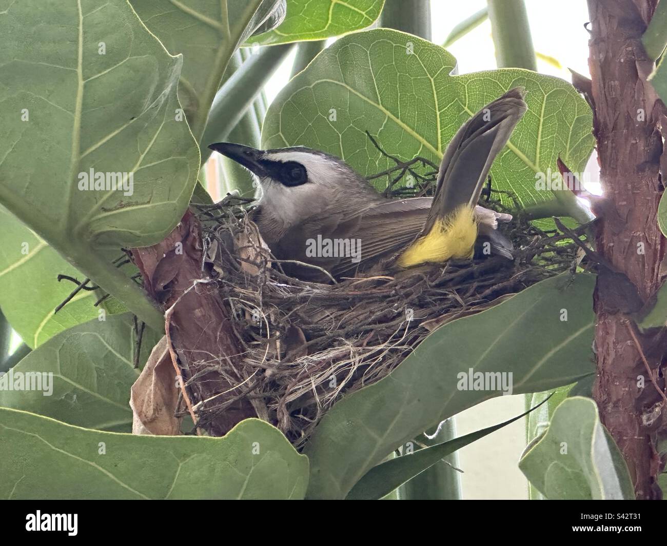 Yellow tailed bulbul hi-res stock photography and images - Alamy