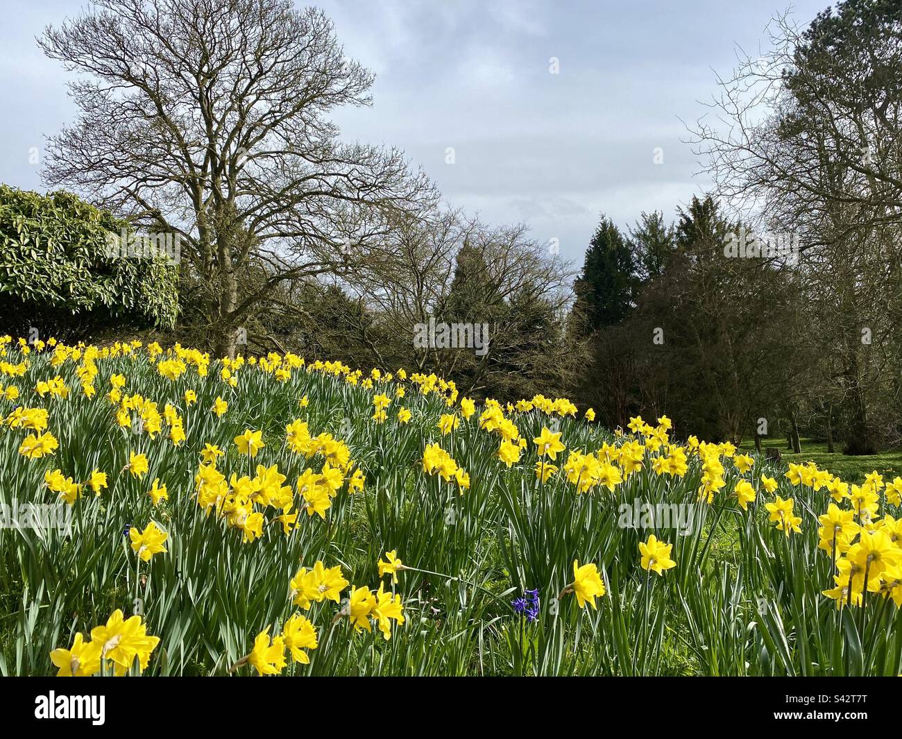 Daffodils in a field hi-res stock photography and images - Alamy