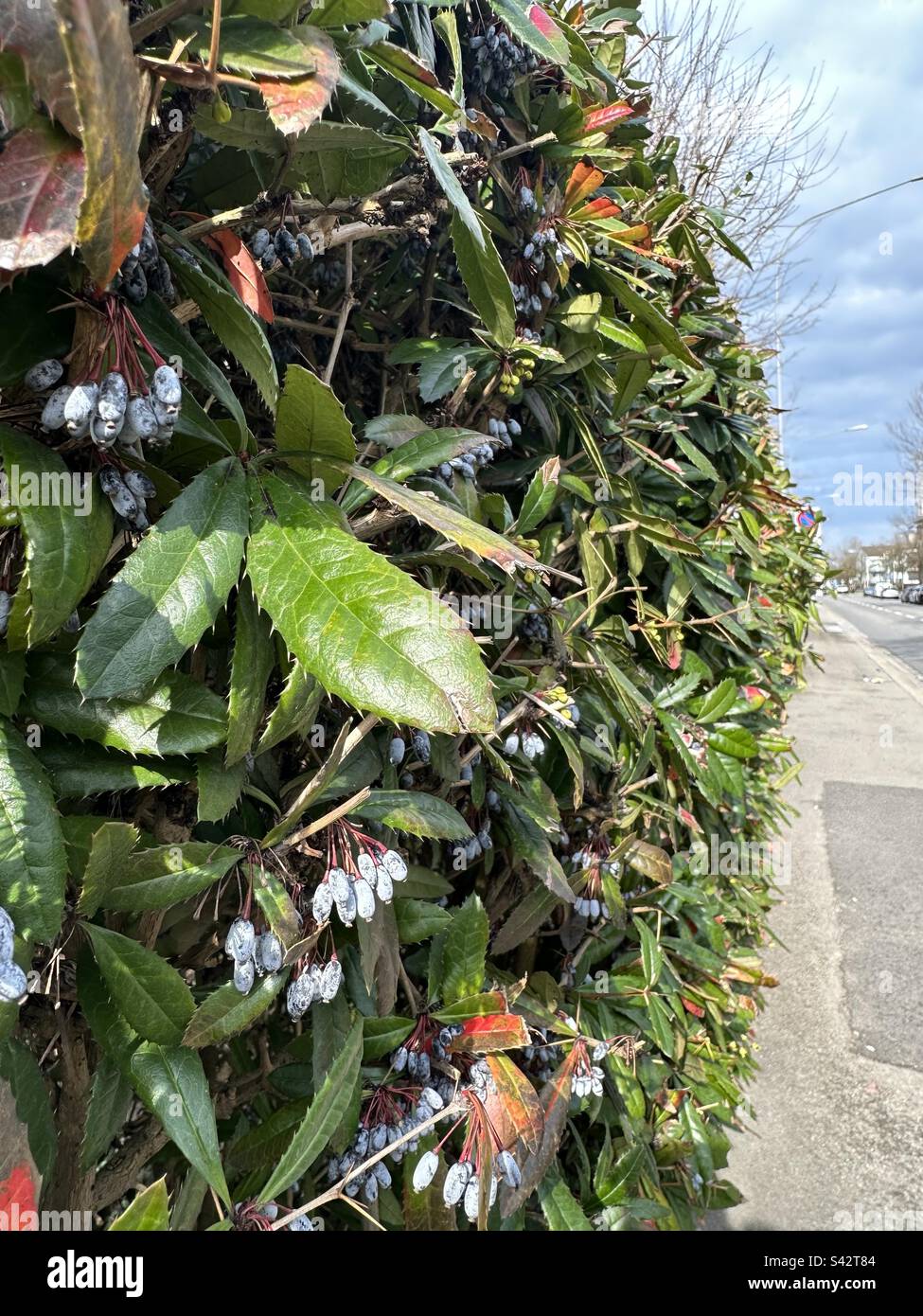 Road side hedges hi-res stock photography and images - Alamy