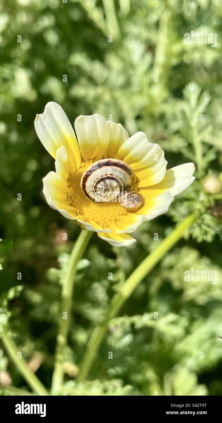 Snail shells yellow hi-res stock photography and images - Alamy
