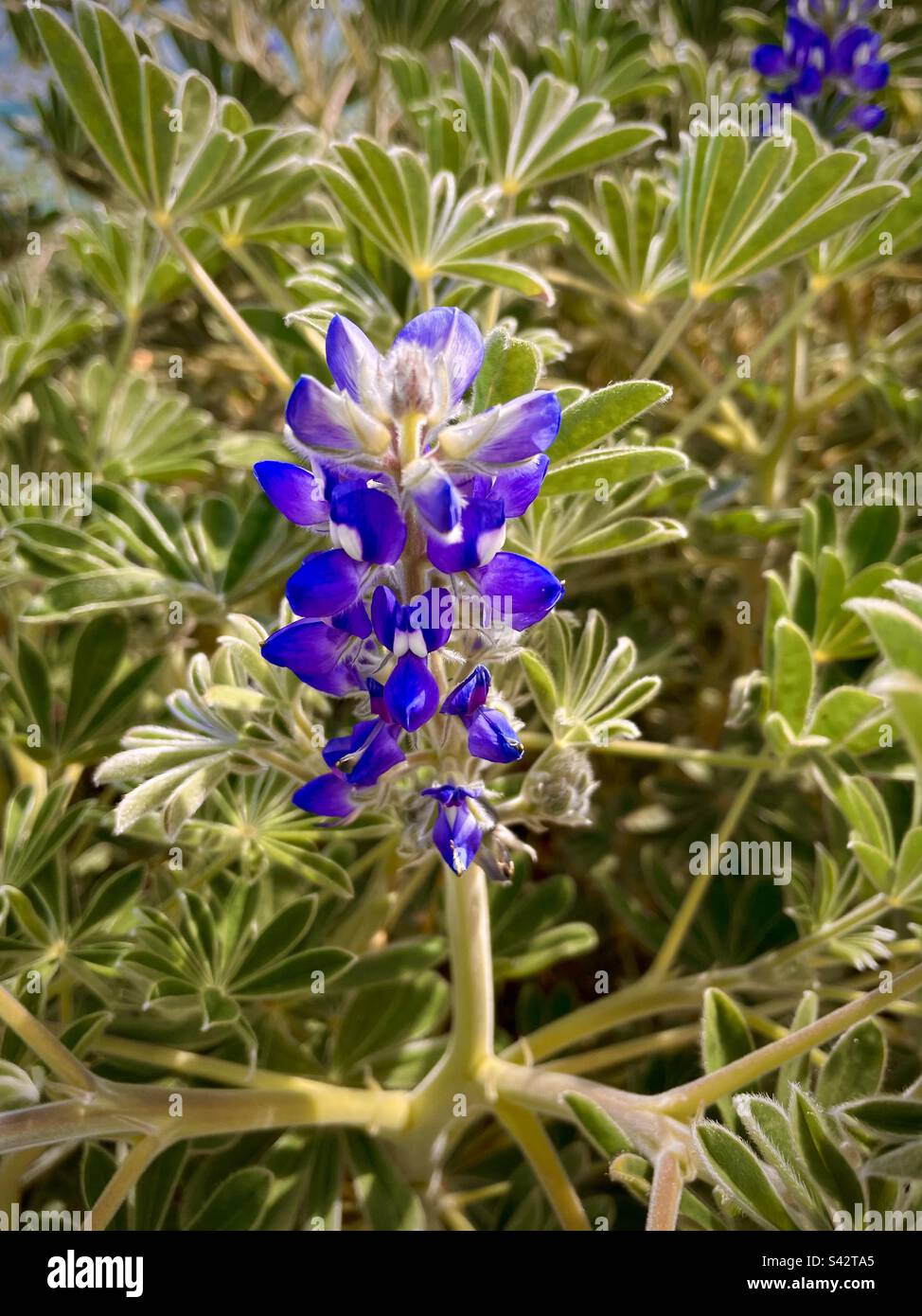 Bluebonnet lupine hi-res stock photography and images - Alamy