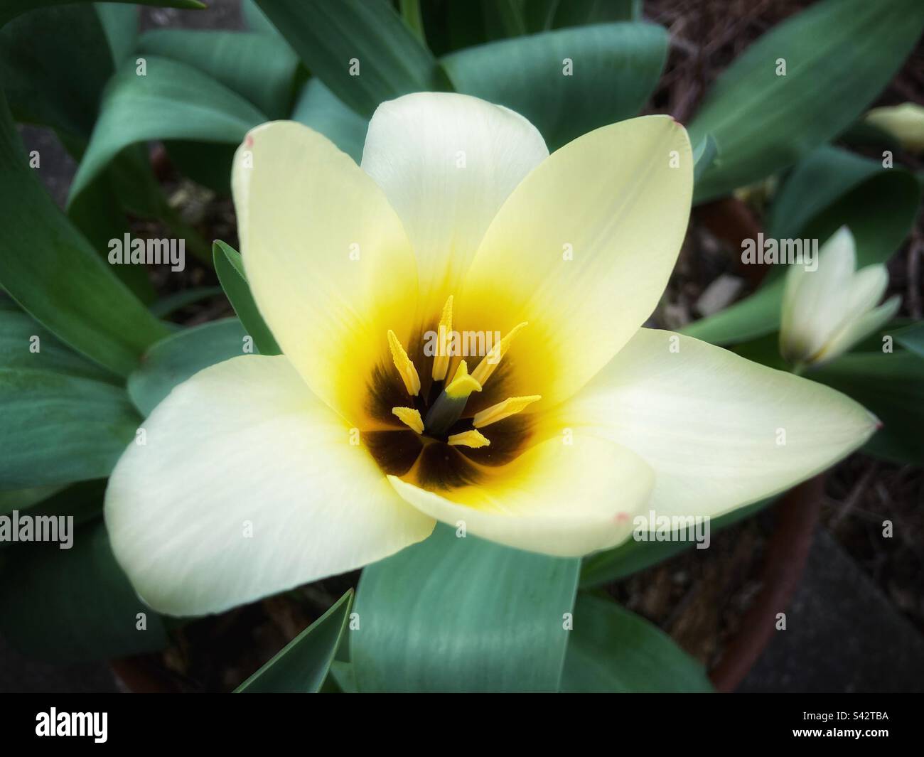 White Emperor tulip flower, open to show the yellow centre Stock Photo ...