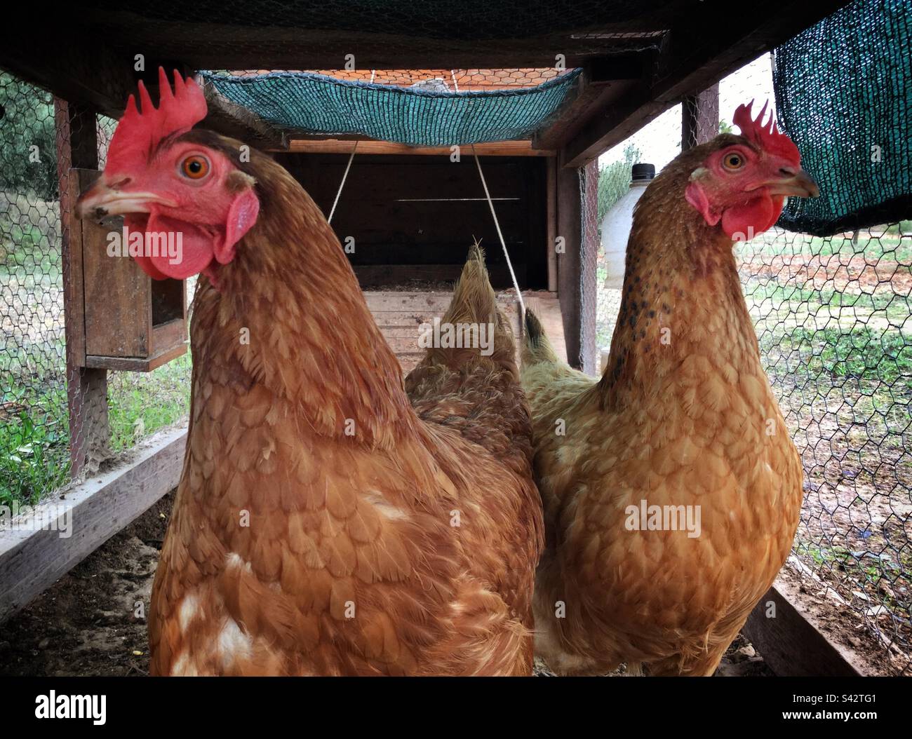 Two chickens, Catalonia, Spain Stock Photo - Alamy