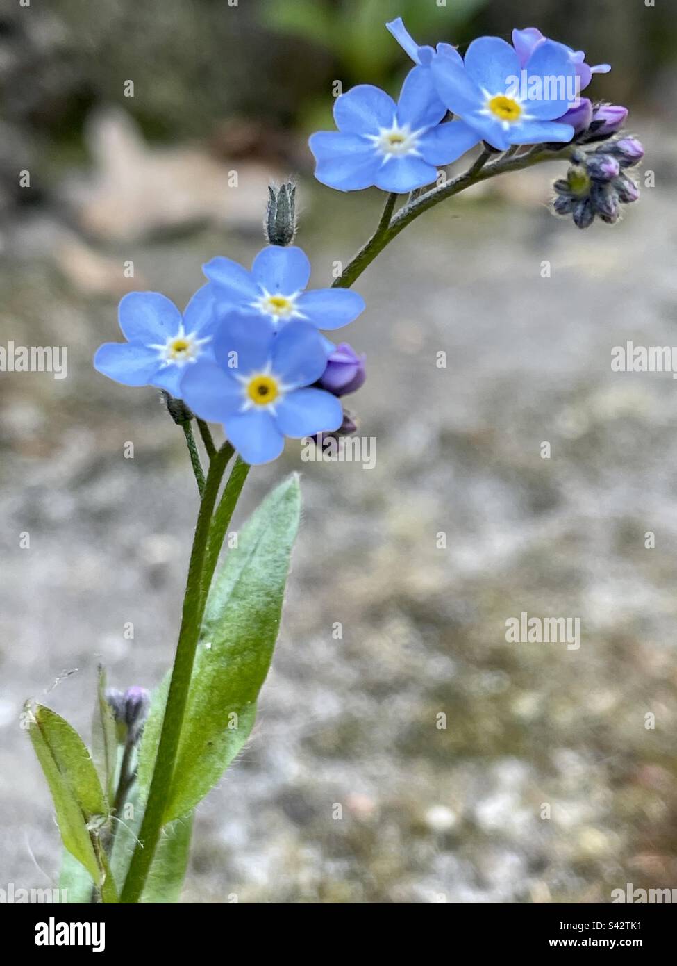 Forget me nots flower close up photo. This flower is a genus of small ...