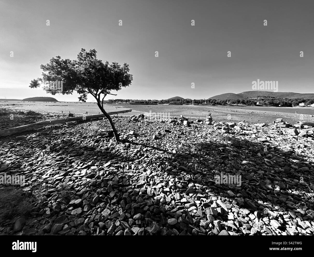 Tree in the sand Stock Photo - Alamy