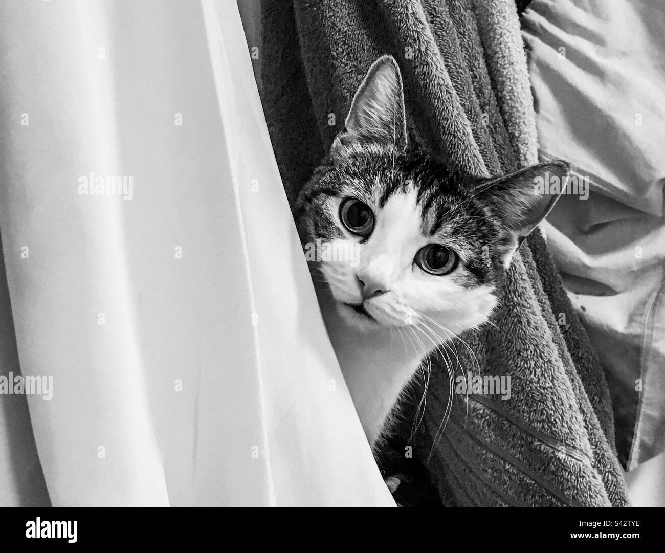 Cat peeking Black and White Stock Photos & Images - Alamy