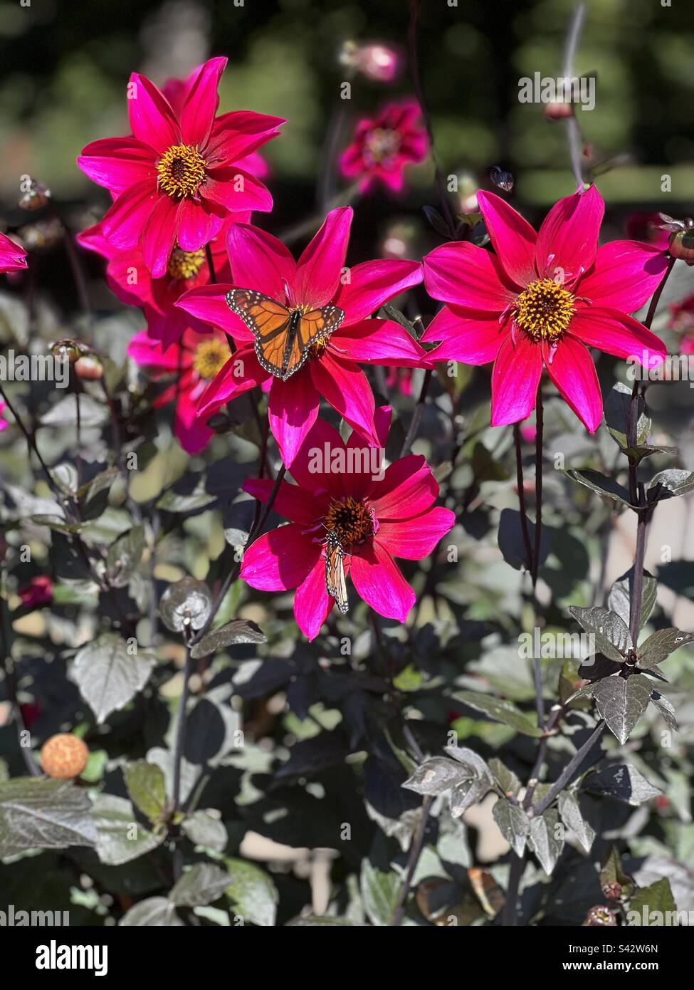 Mariposa comiendo hi-res stock photography and images - Alamy