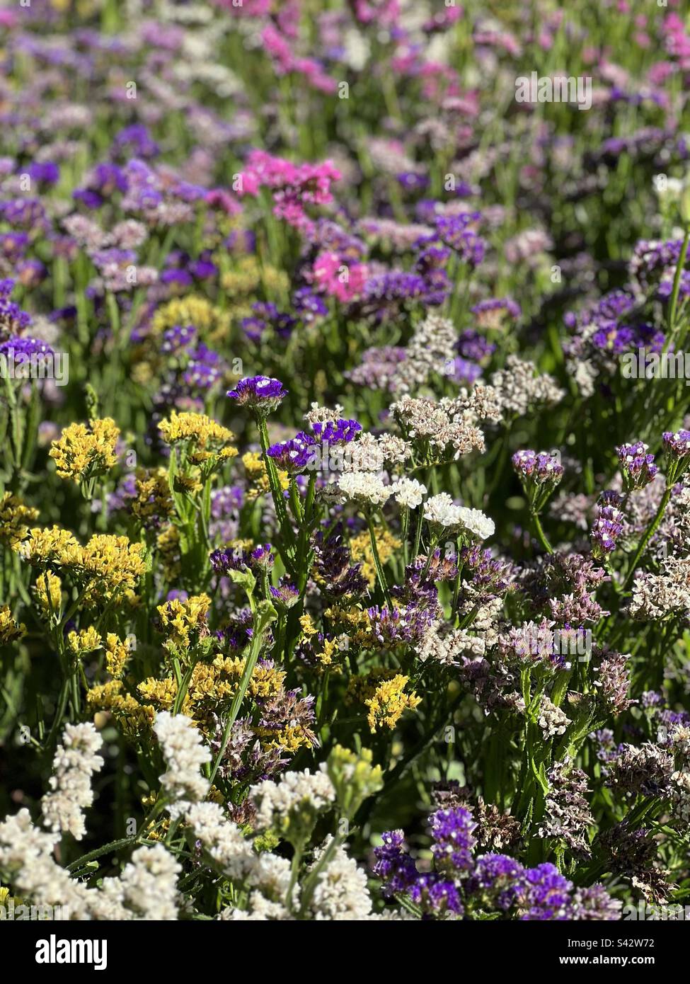 Colores de colores colores de colores colores de colores colores de ...