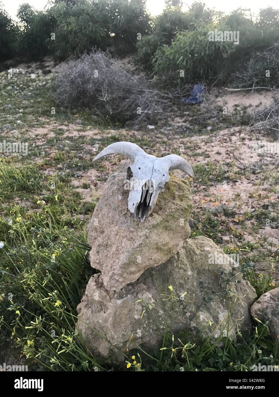 Goats skull hi-res stock photography and images - Alamy