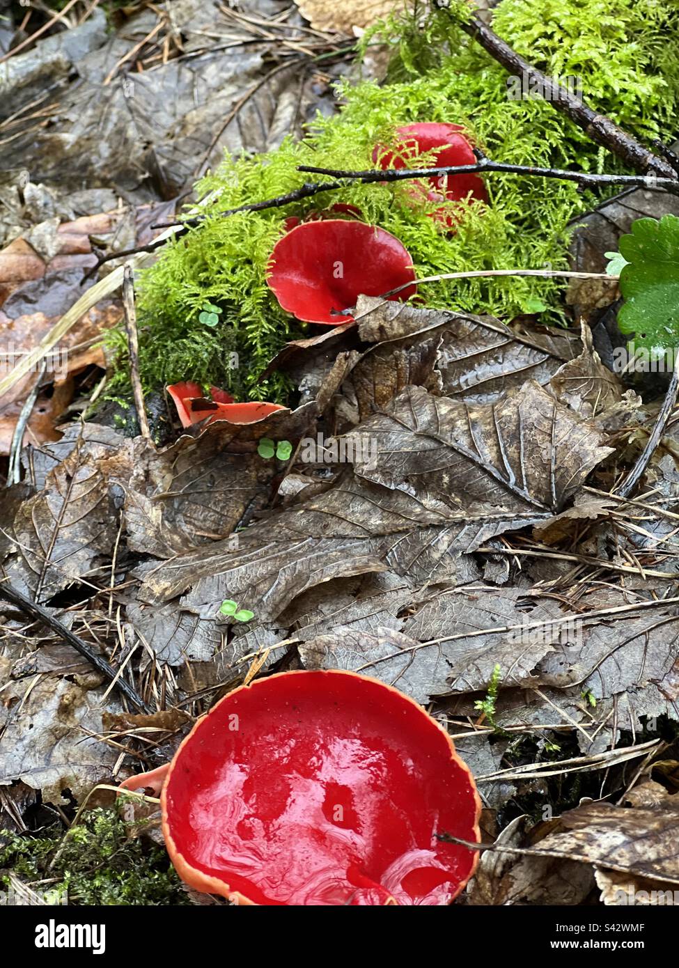 Scarlett elfcup mushroom growing wild in the woods Stock Photo - Alamy