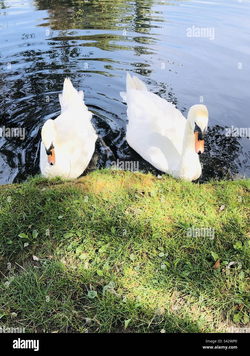 Scenic with birds hi-res stock photography and images - Alamy