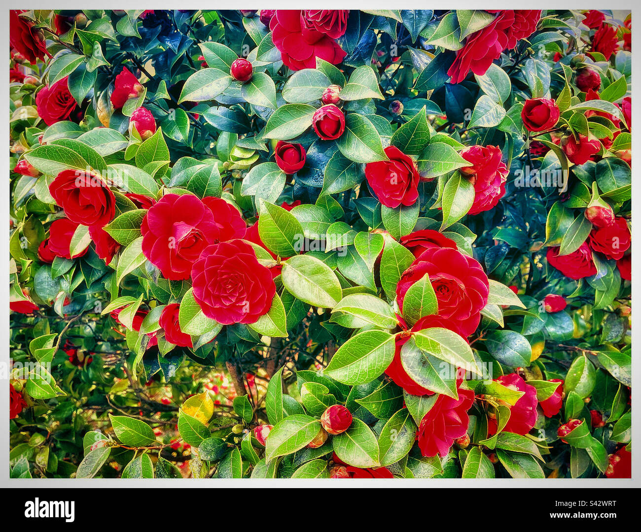 Japanese camellias hi-res stock photography and images - Alamy