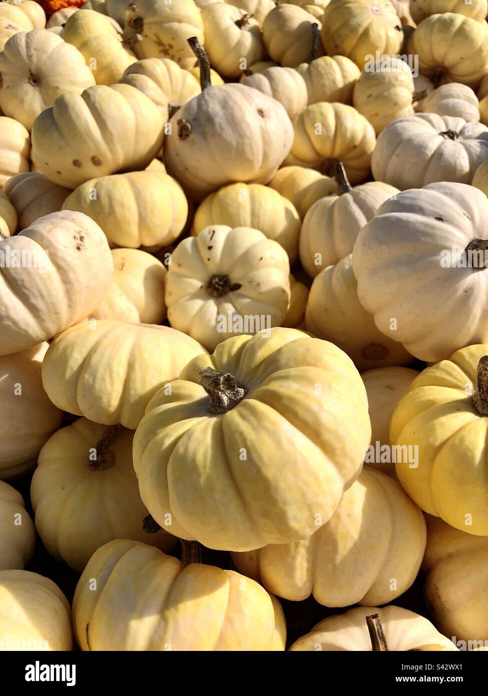 Yellow pumpkins hi-res stock photography and images - Alamy