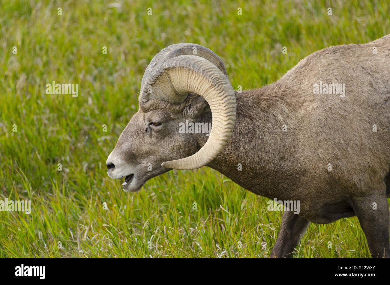 Sheep horns hi-res stock photography and images - Alamy