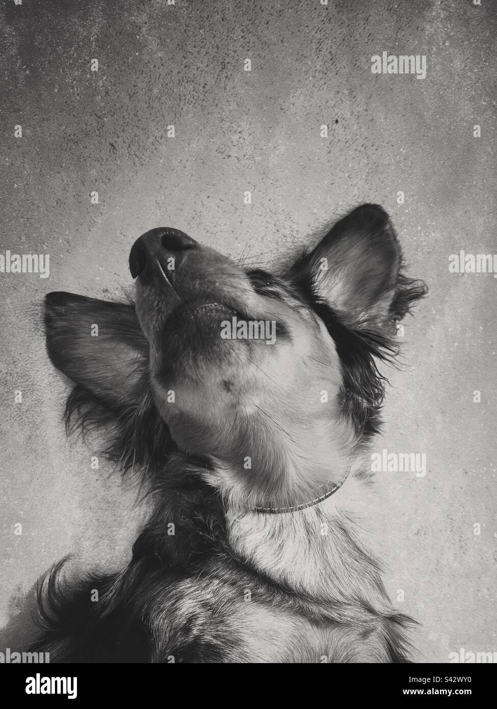 Dachshund dog on his back Stock Photo - Alamy