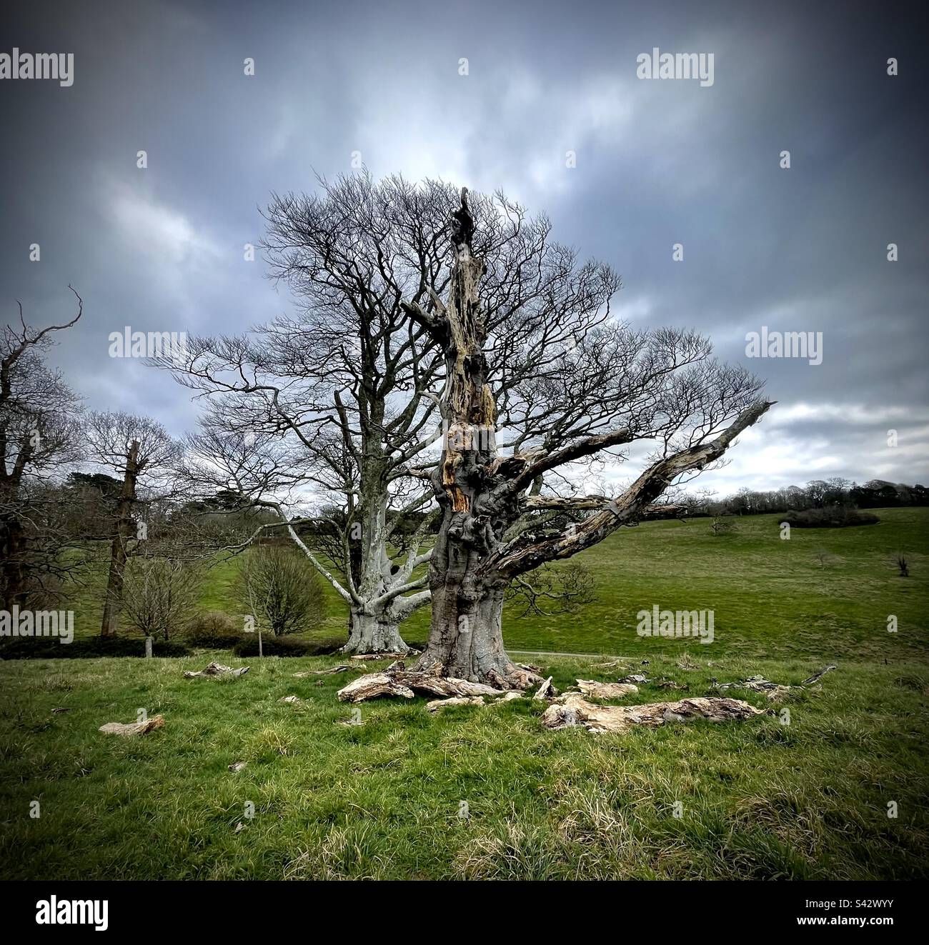 Rotten tree hi-res stock photography and images - Alamy