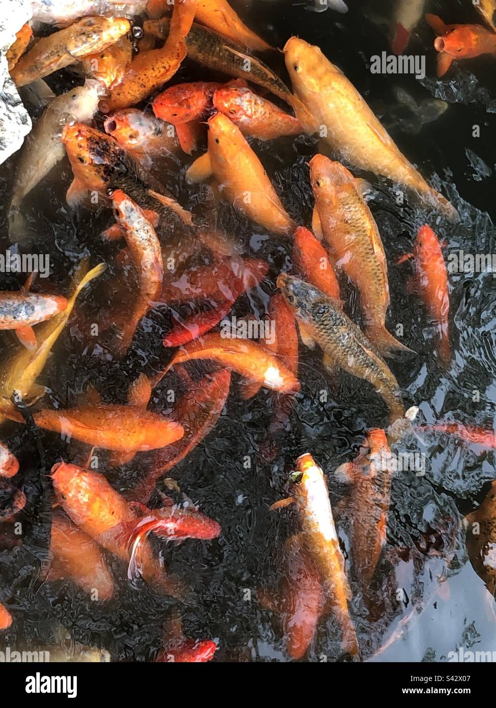 Swarming fish hi-res stock photography and images - Alamy