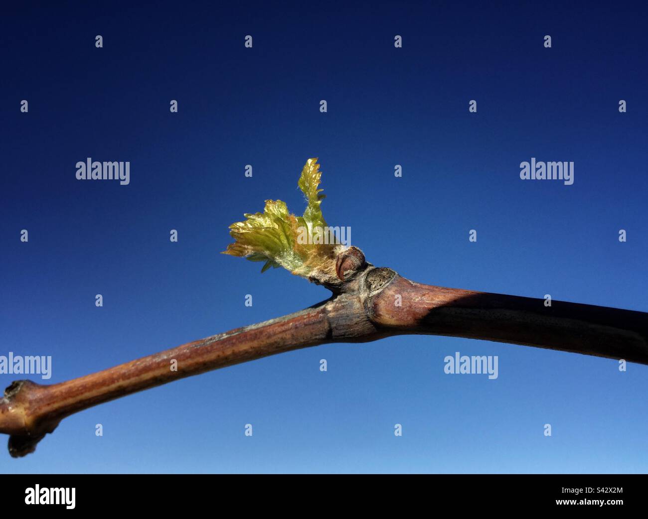 Bud burst hi-res stock photography and images - Alamy