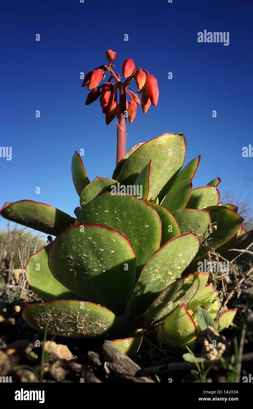 Pig’s Ear Plant in flower, Catalonia, Spain Stock Photo - Alamy