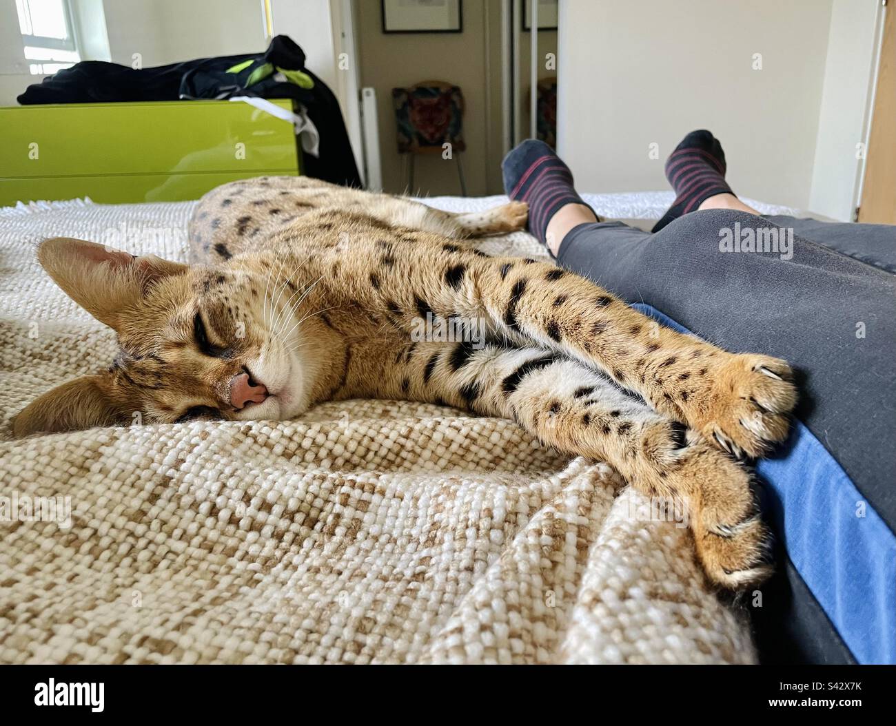 Mr Chip is snoozing Stock Photo - Alamy