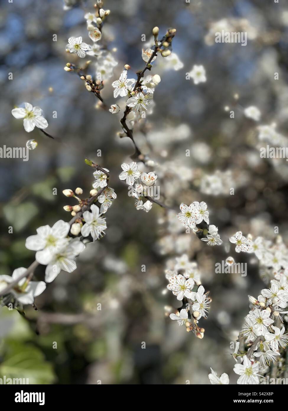 Warmth in nature hi-res stock photography and images - Alamy
