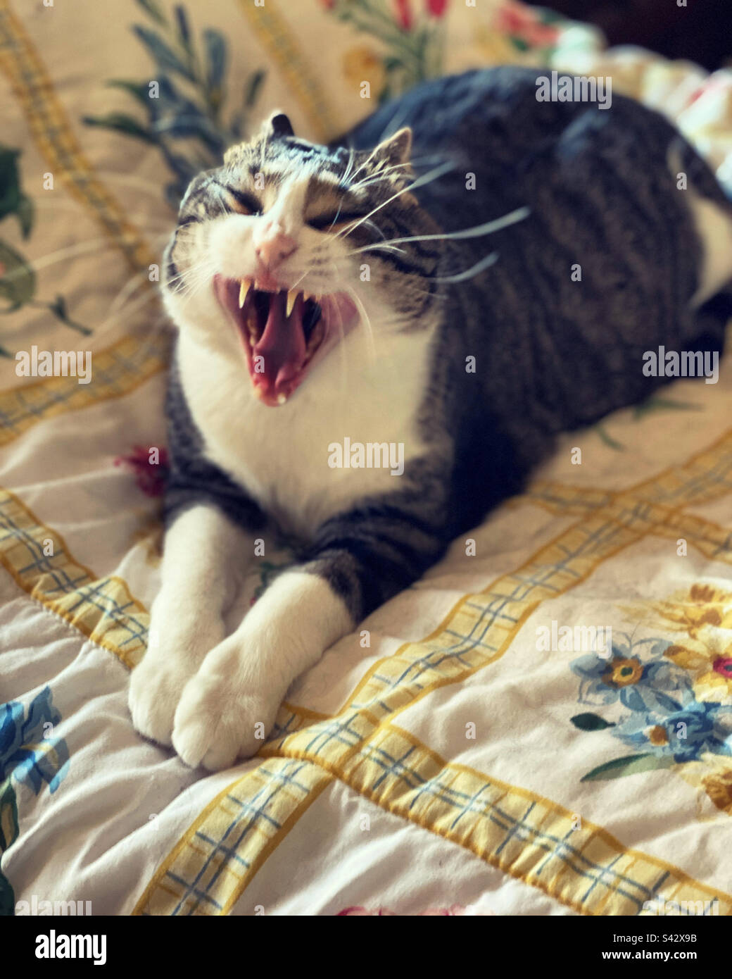 Big mouth cat hi-res stock photography and images - Alamy