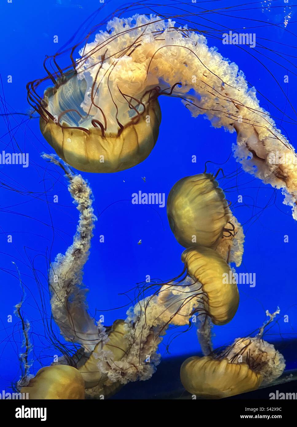 Marine life display hi-res stock photography and images - Alamy