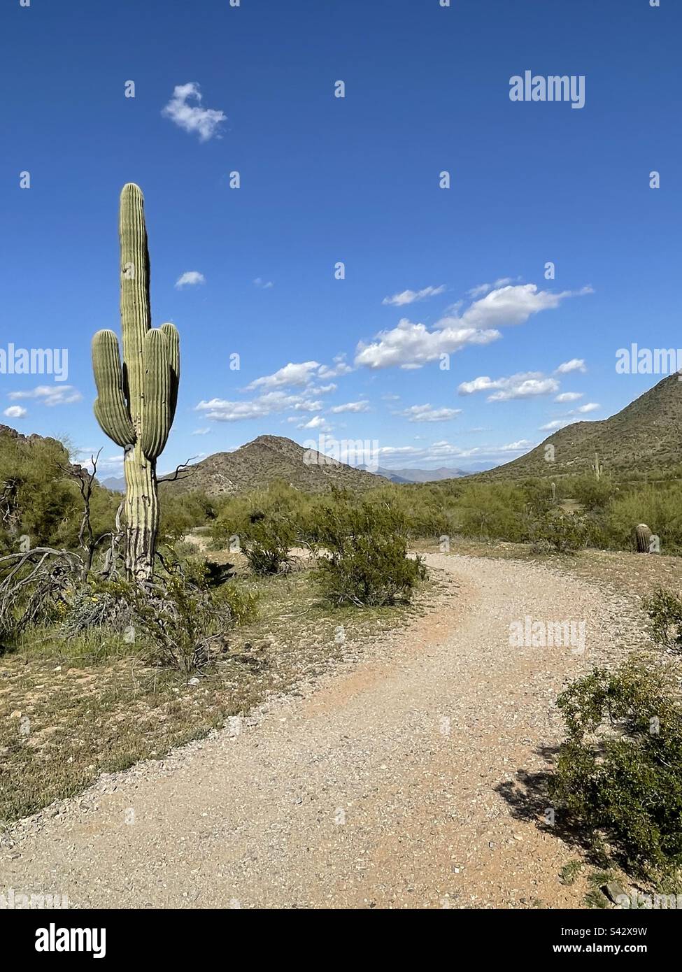 Draw cactus hi-res stock photography and images - Alamy