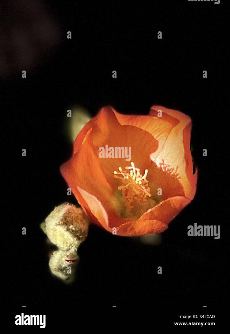 Orange globe mallow hi-res stock photography and images - Alamy