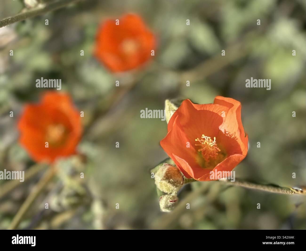 Bright orange Globe Mallow, one blossom sharp focus, portrait mode, low ...