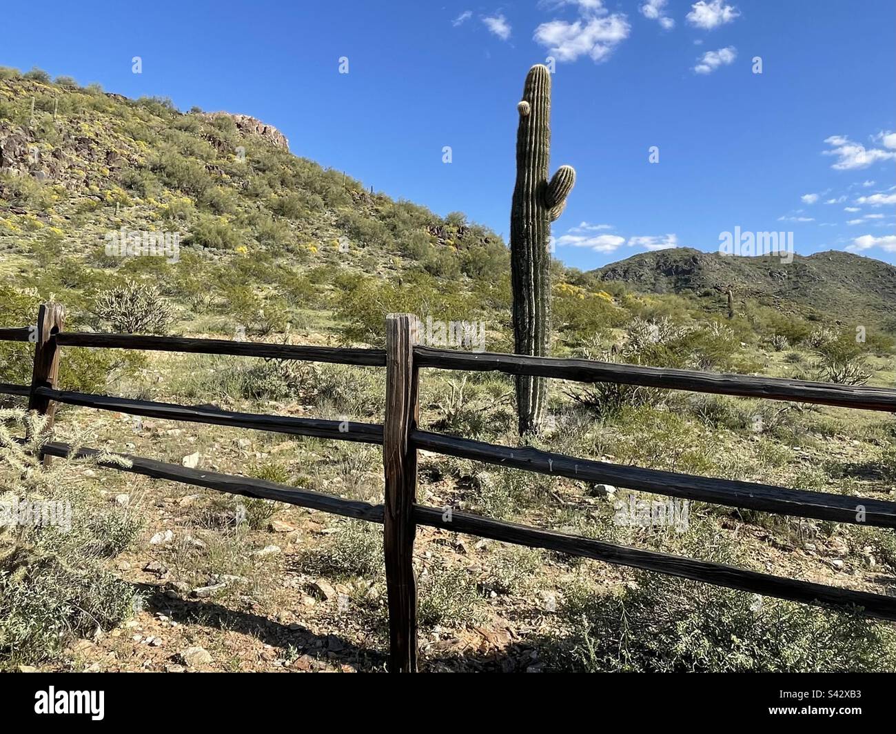Split rail fence, Saguaro, bright blue sky, fluffy white clouds ...