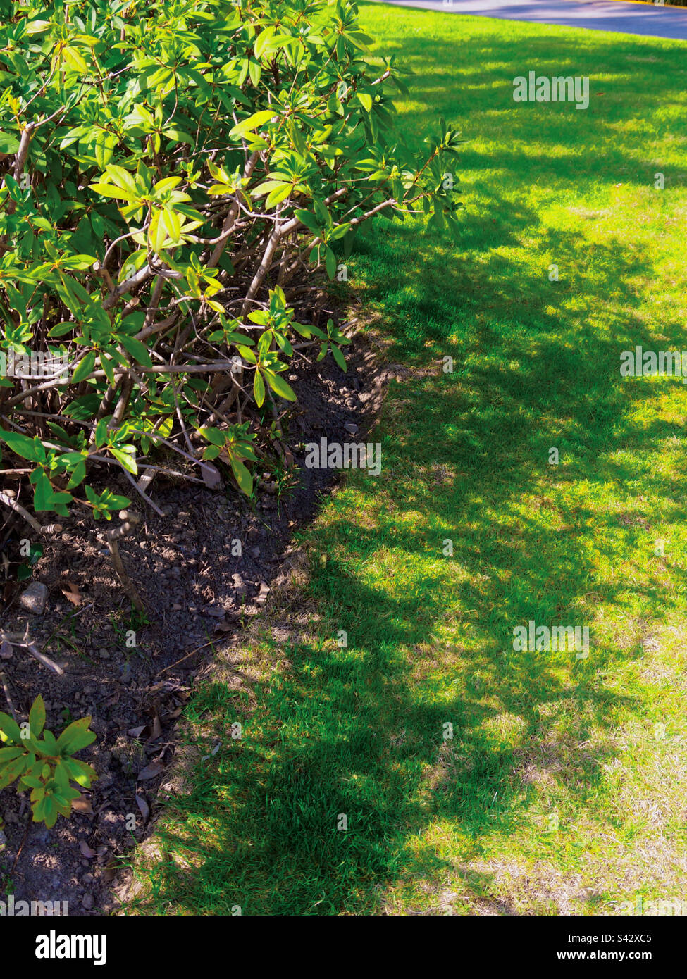 Bush and its shadow Stock Photo - Alamy