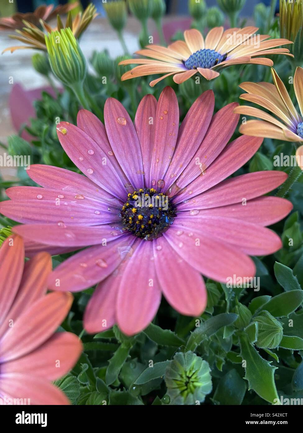 La primavera spring hi-res stock photography and images - Alamy