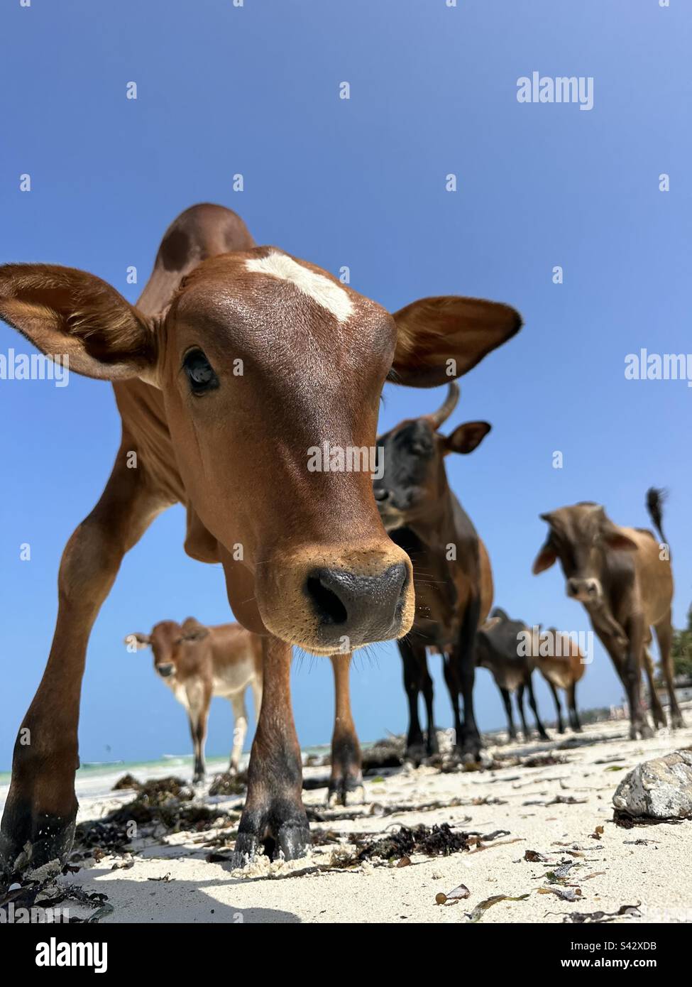 Beaches of zanzibar hi-res stock photography and images - Alamy