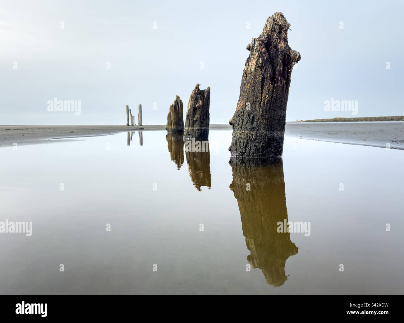 Wooden pylons/posts from an abandoned pier reflected on the beach at ...