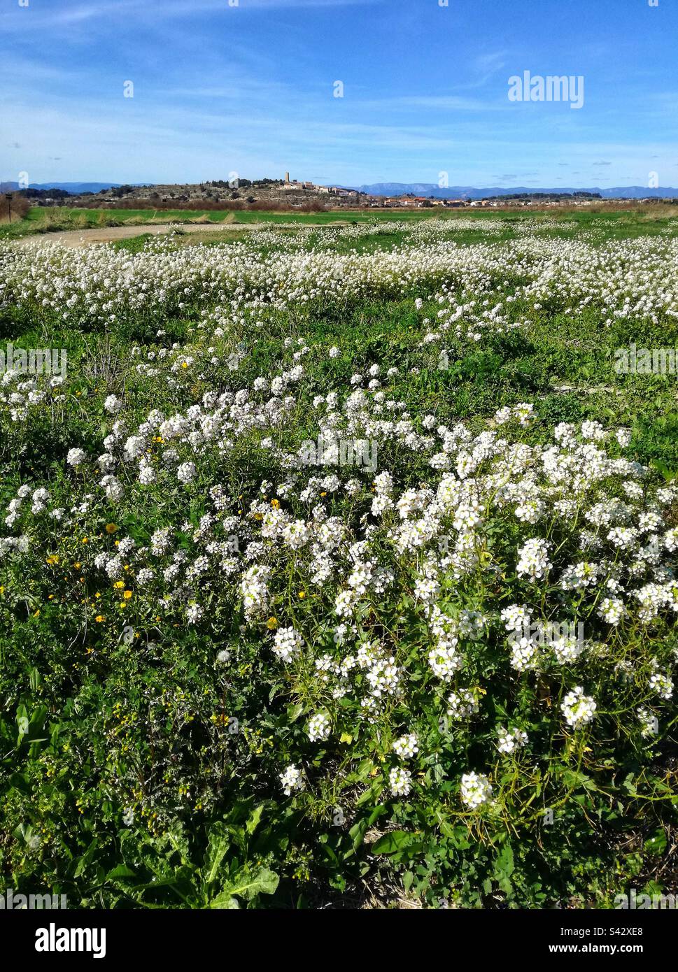 Landscape of the dry pond and the village of Montady. Occitanie, France ...
