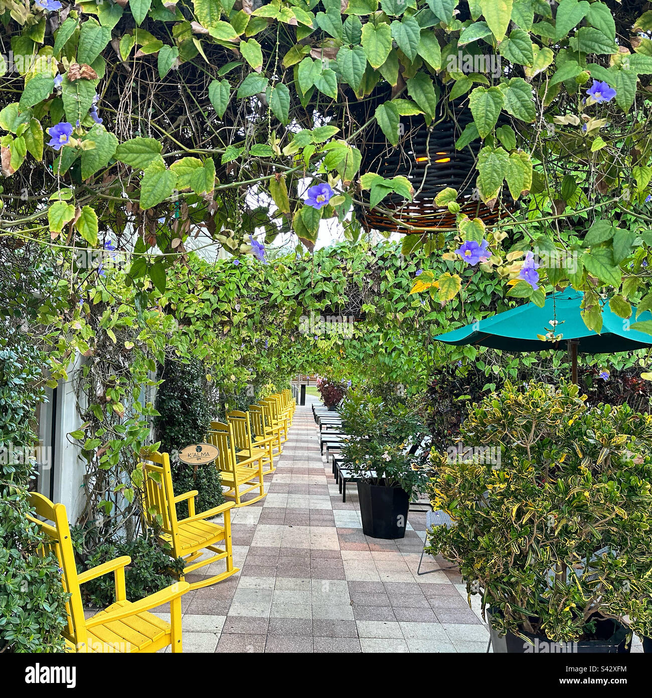 January, 2023, Pathway towards the pool and beach, Kimpton Surfcomber ...