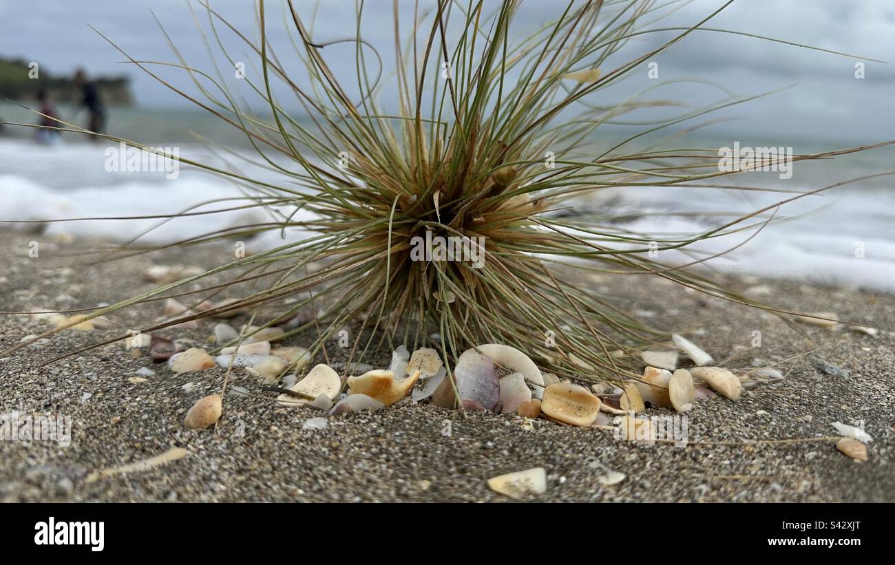 Broken shells hi-res stock photography and images - Alamy