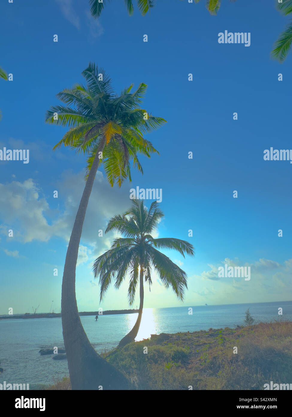 Yellow coconut tree hi-res stock photography and images - Alamy