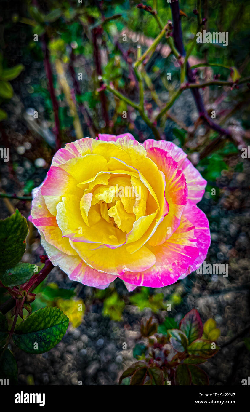 Two toned rose hi-res stock photography and images - Alamy