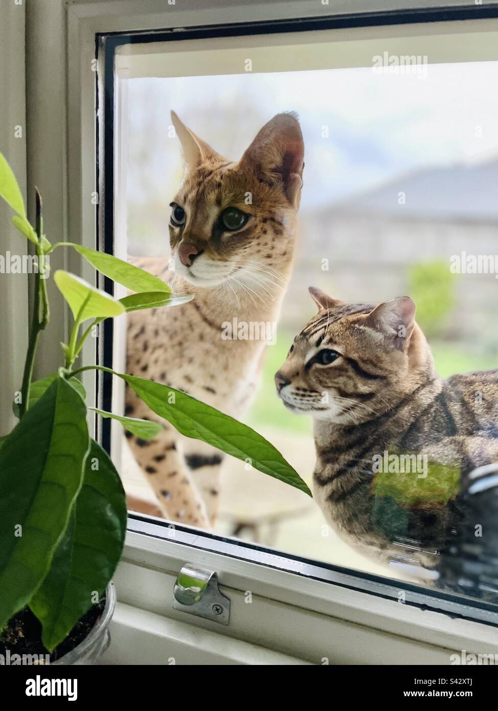 Pair of eyes watching through the window Stock Photo - Alamy
