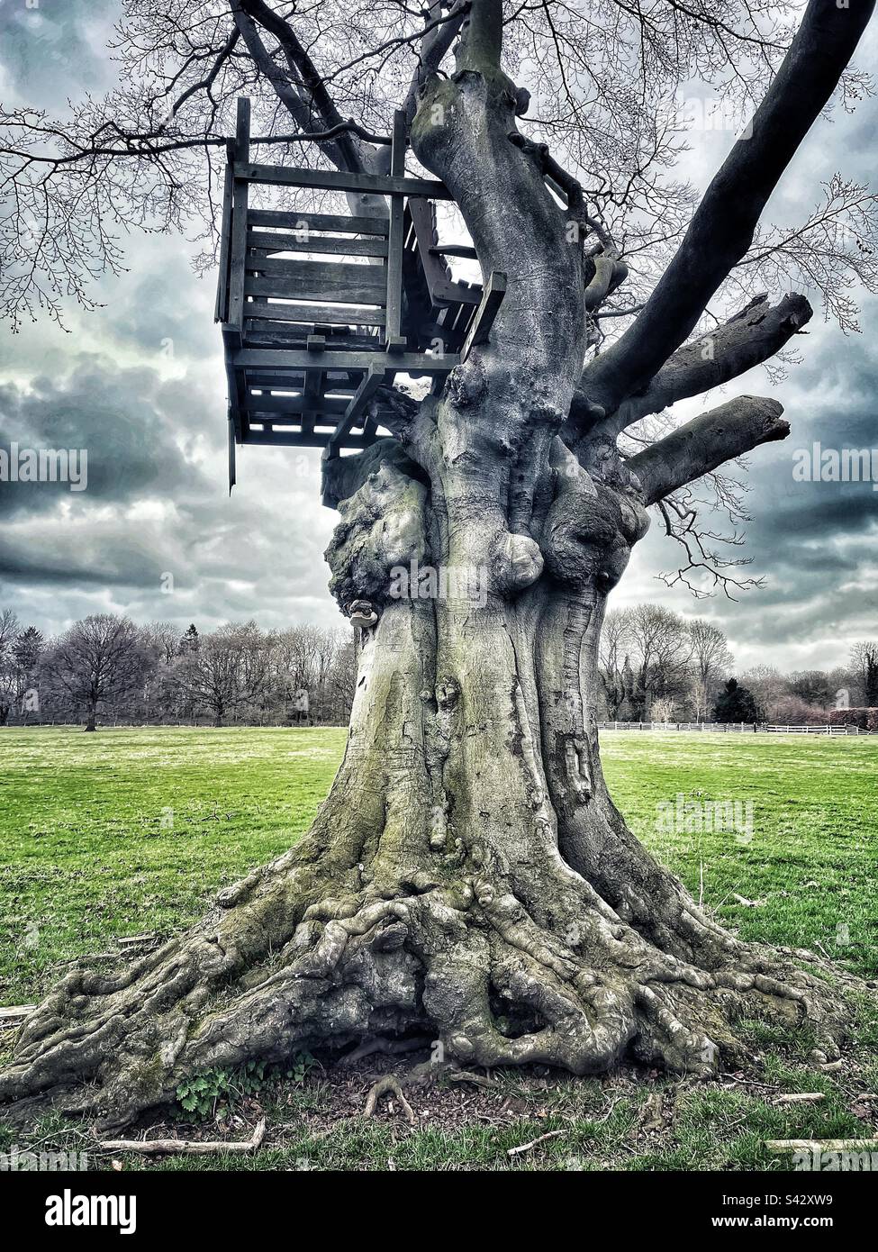 Old bench tree hi-res stock photography and images - Alamy