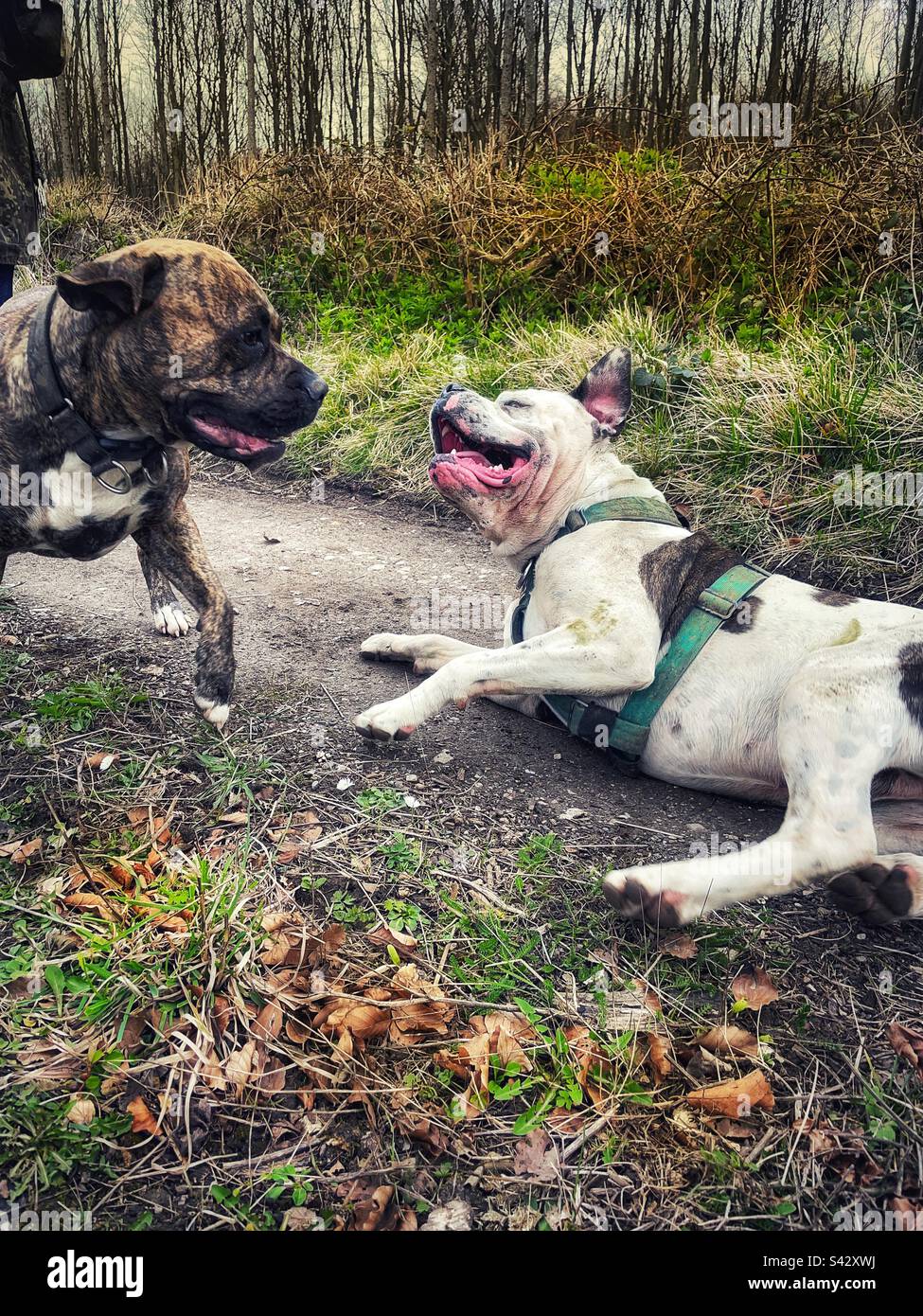 American bulldog breeds hi-res stock photography and images - Alamy