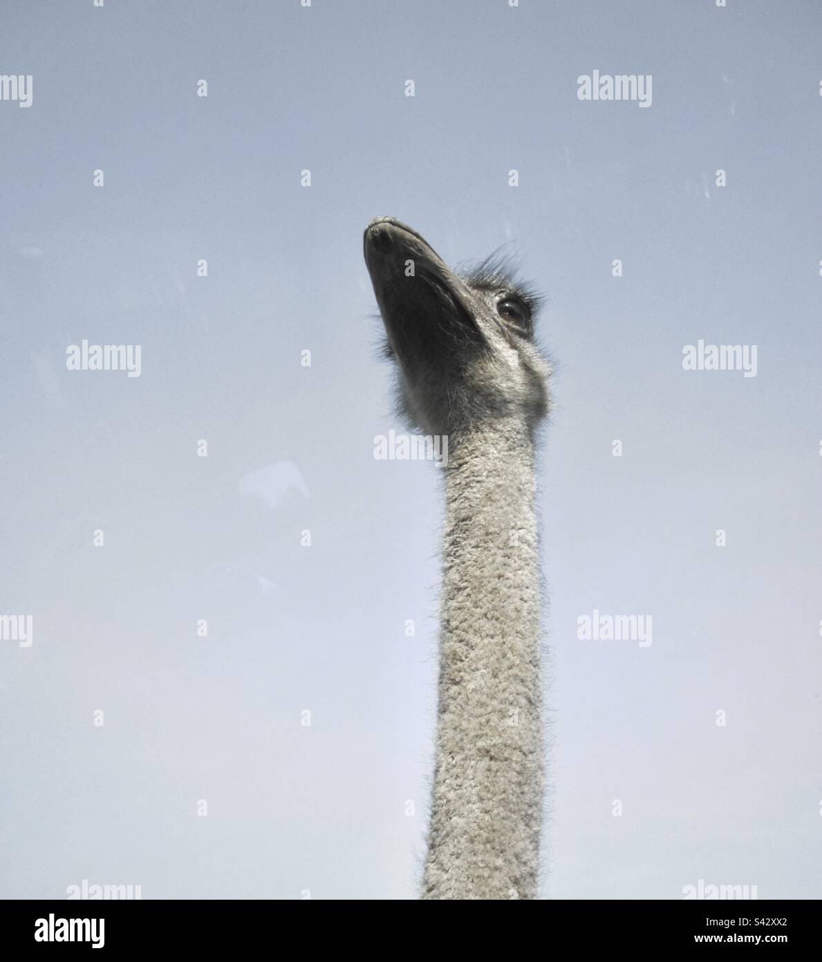 Tall ostrich with long neck Stock Photo - Alamy