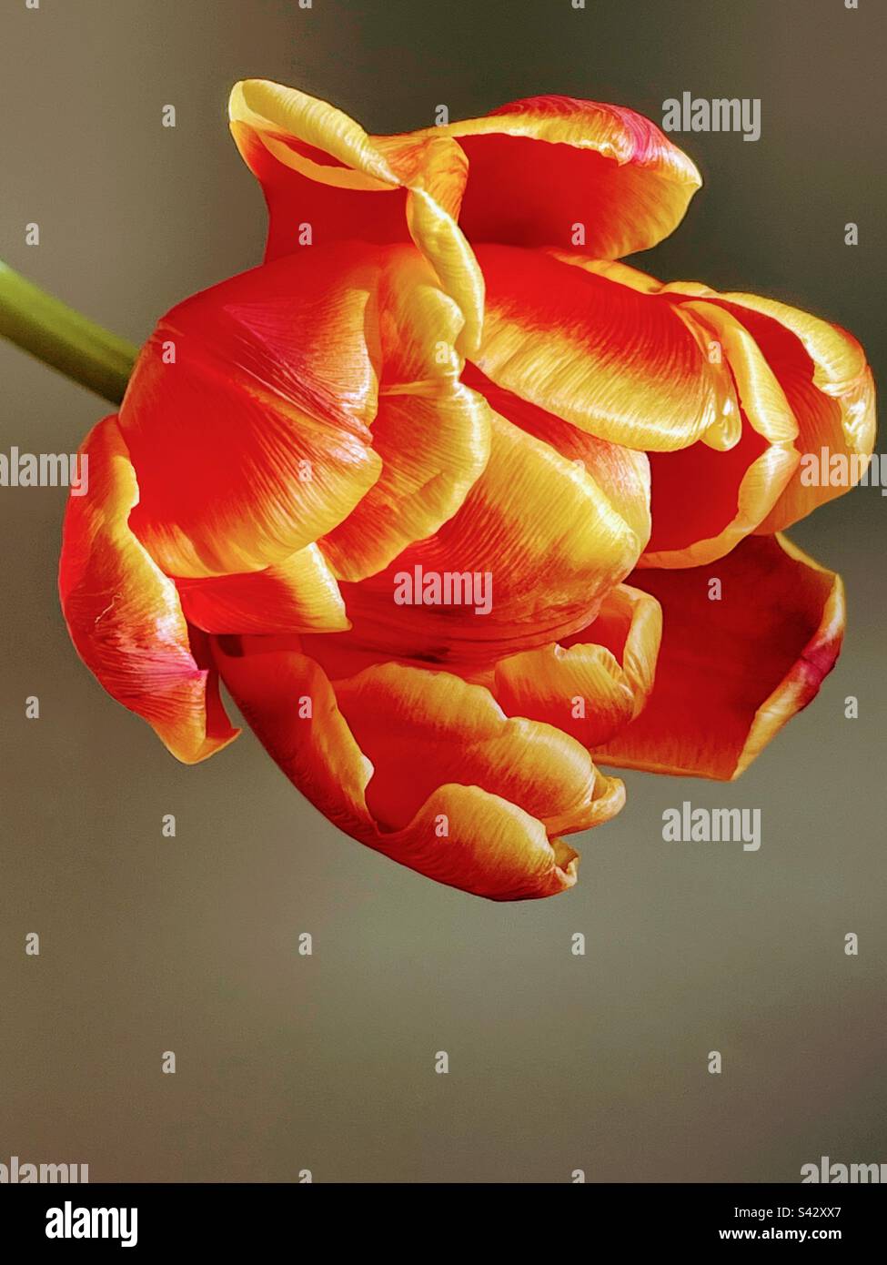 Tulip flower head Stock Photo - Alamy