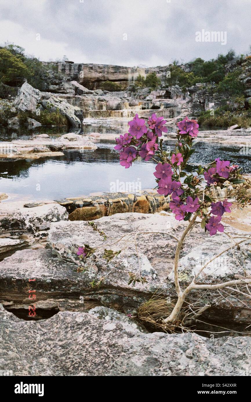 Flowers and waterfall hi-res stock photography and images - Alamy